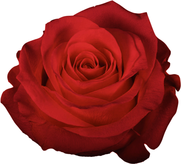 Magdalena of the Rose: Red Rose Transmission - The Rose Lineage Initiation