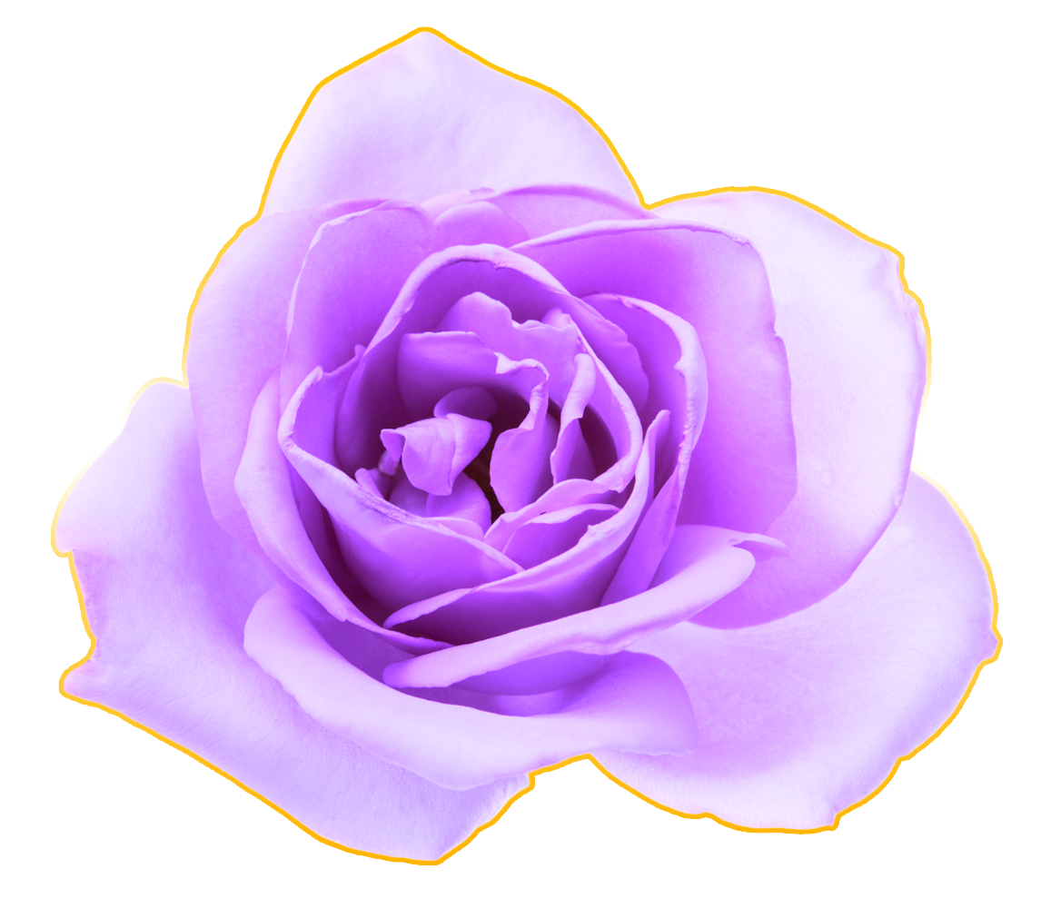 Union // Venusian Rose Reset Phase - The Rose Lineage